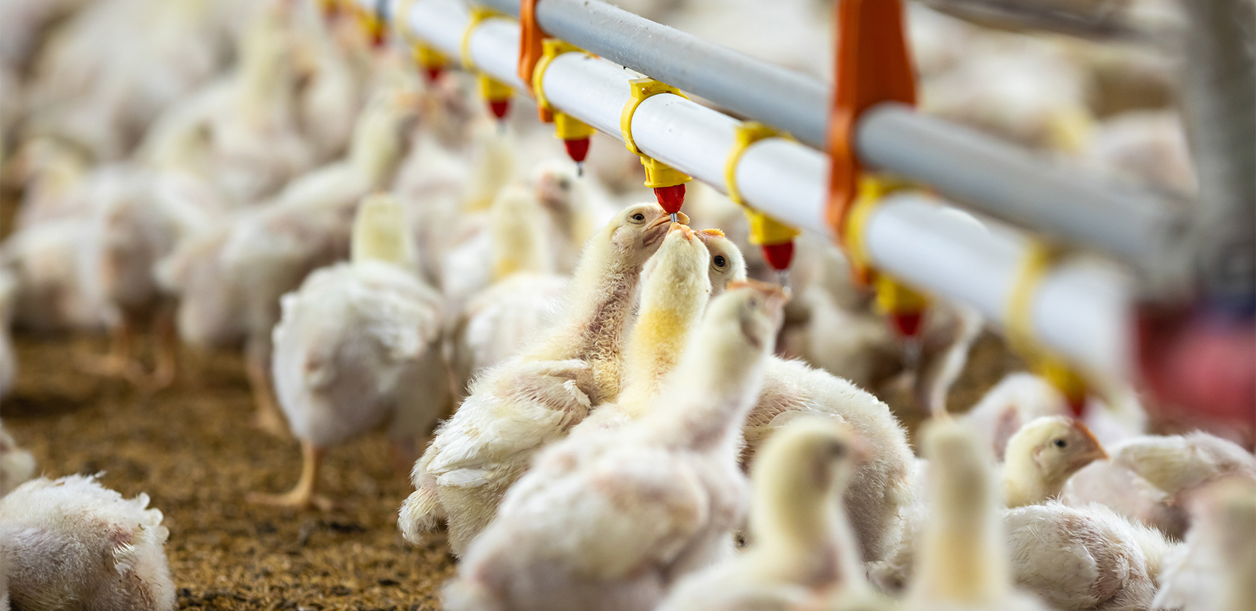 Optimize Poultry Health Through Water Management | Eastman