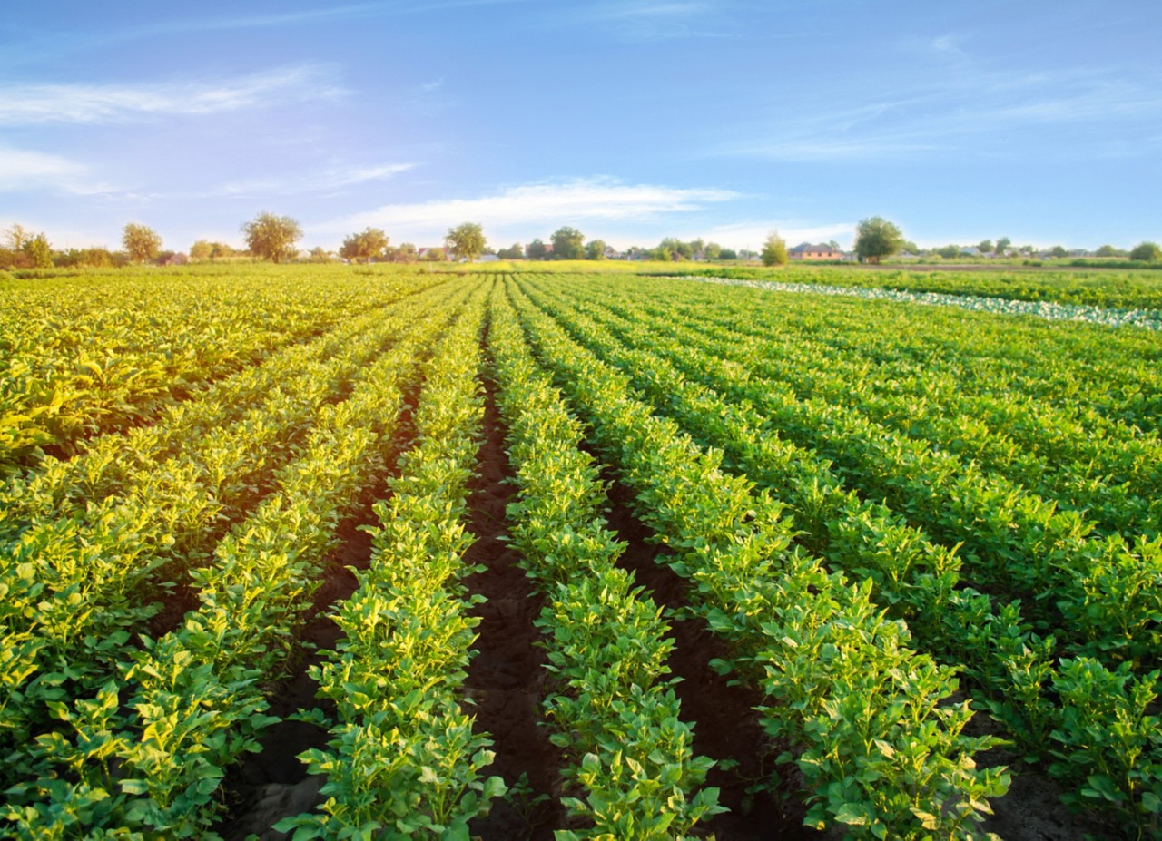 Crop Protection | Eastman | Fruit and Vegetable
